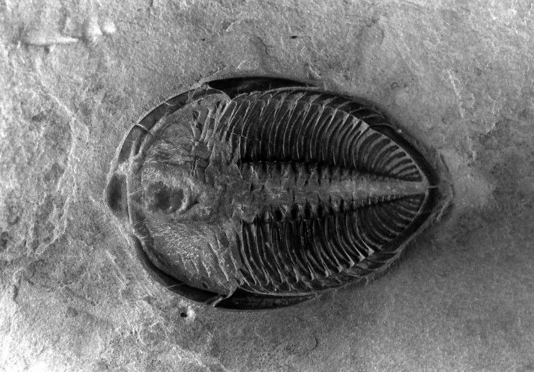 Wren’s Nest – BCGS